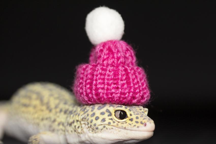 15 Lizards Showing Off Their Tiny Hats & Big Cuteness | LoveToKnow Pets