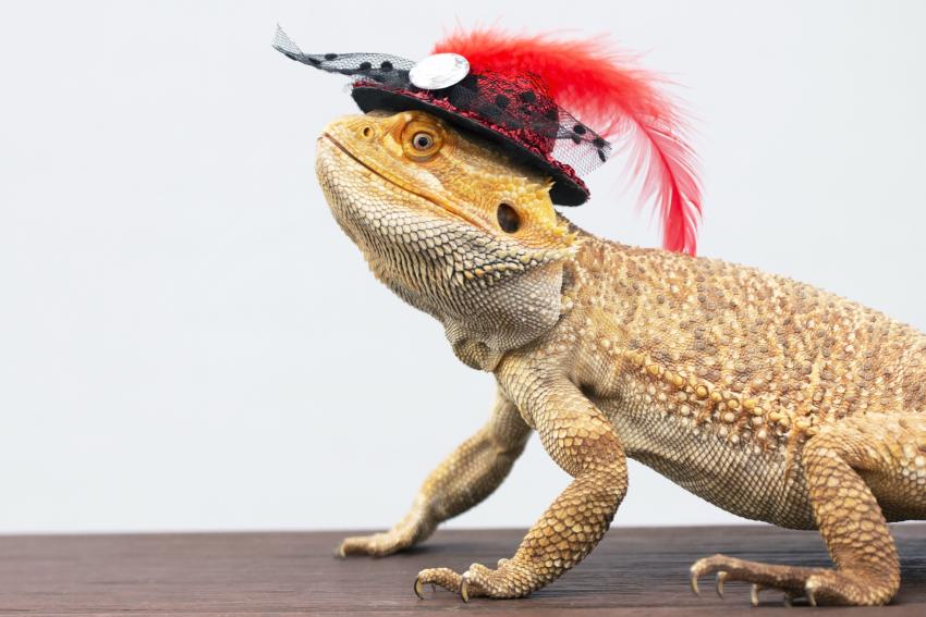 15 Lizards Showing Off Their Tiny Hats & Big Cuteness | LoveToKnow Pets