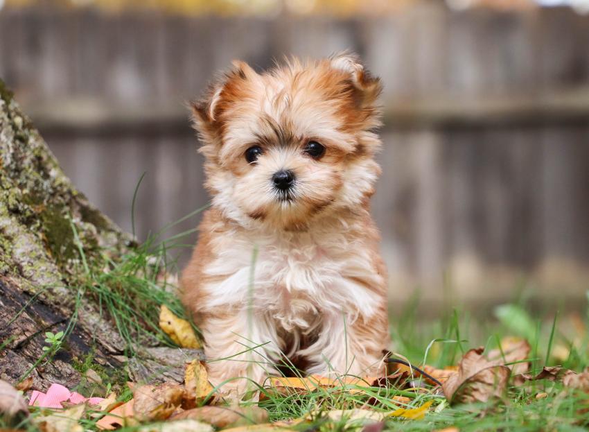 Marvelous Morkie Dogs: 18 Small But Mighty Facts | LoveToKnow Pets