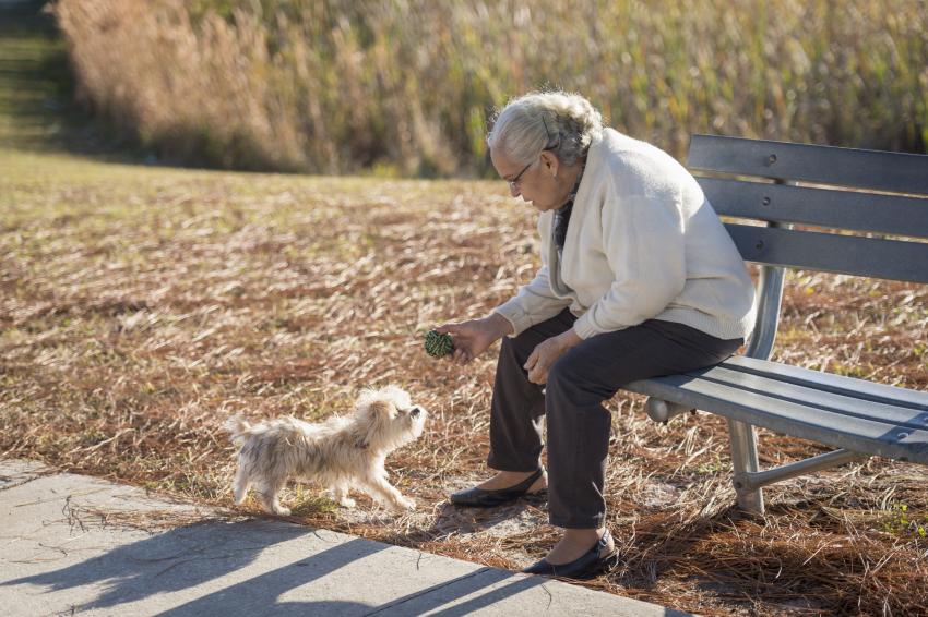 Marvelous Morkie Dogs: 18 Small But Mighty Facts | LoveToKnow Pets