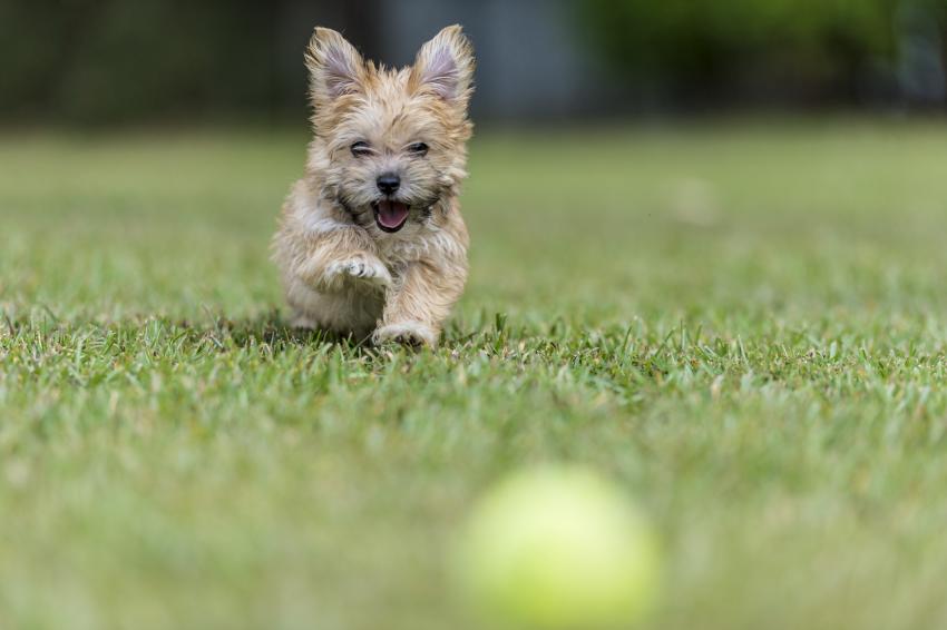 Marvelous Morkie Dogs: 18 Small But Mighty Facts | LoveToKnow Pets