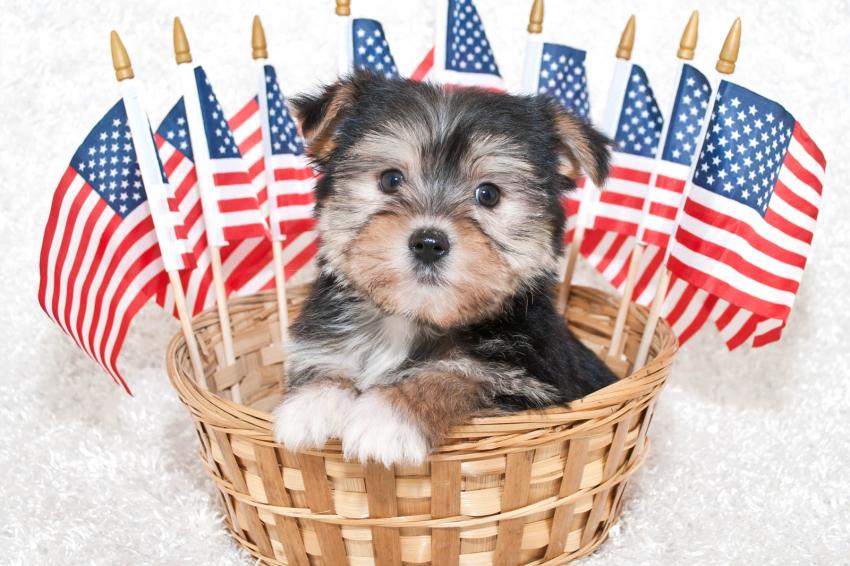 Marvelous Morkie Dogs: 18 Small But Mighty Facts | LoveToKnow Pets