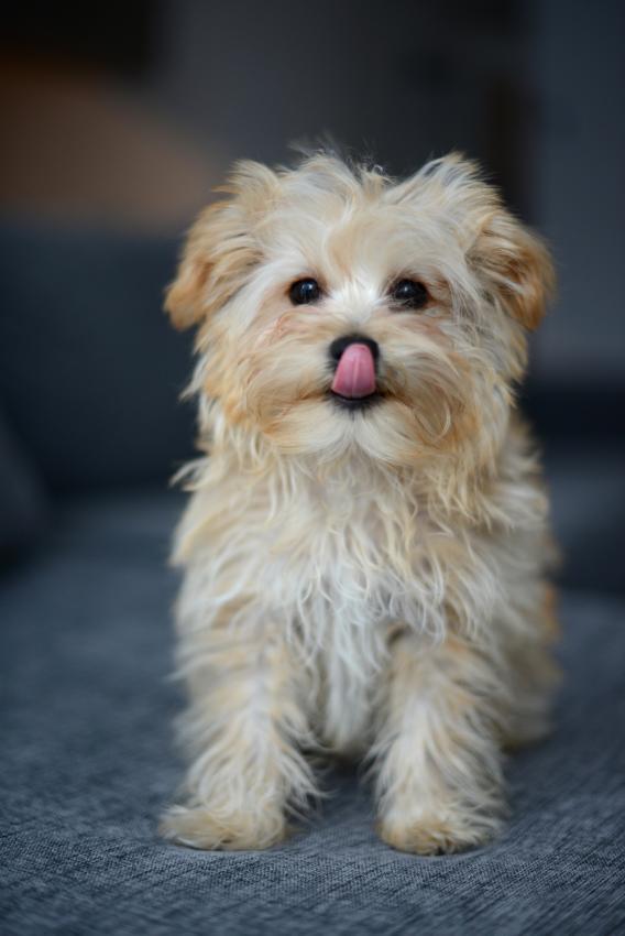Marvelous Morkie Dogs: 18 Small But Mighty Facts | LoveToKnow Pets