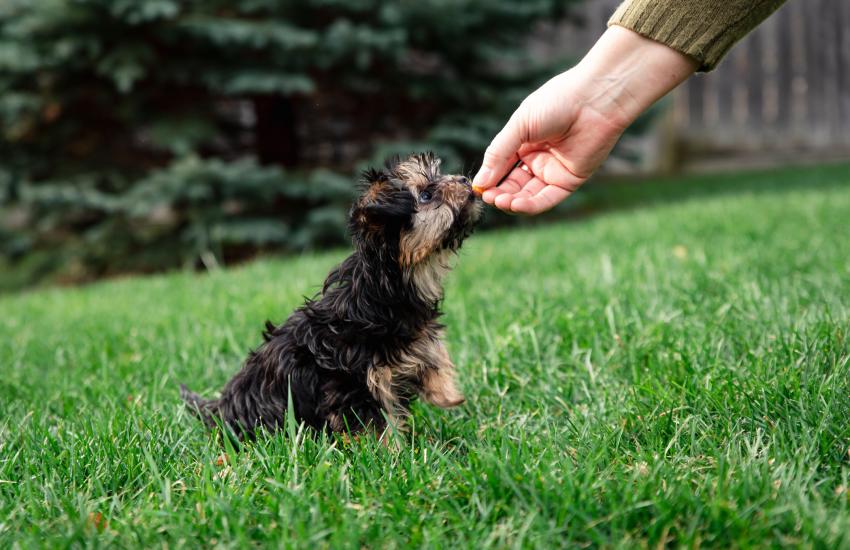 Marvelous Morkie Dogs: 18 Small But Mighty Facts | LoveToKnow Pets