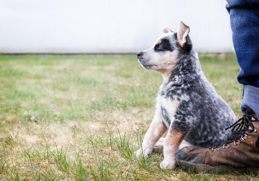15 Blue Heeler Facts & Fun Trivia | LoveToKnow Pets