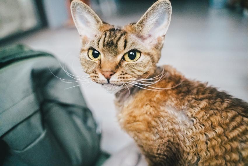 Meet the Brainy, Dog-Like Devon Rex Cat Breed | LoveToKnow Pets