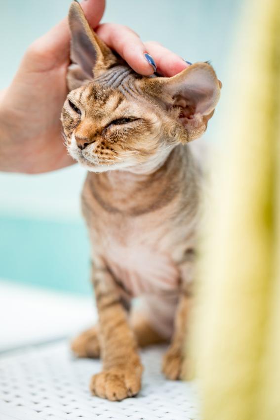Meet the Brainy, Dog-Like Devon Rex Cat Breed | LoveToKnow Pets