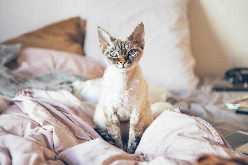 Meet the Brainy, Dog-Like Devon Rex Cat Breed | LoveToKnow Pets