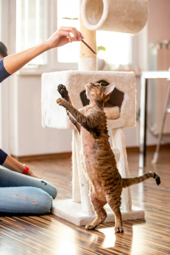 21 Small Cat Breeds That Are as Cute as They Are Compact | LoveToKnow Pets