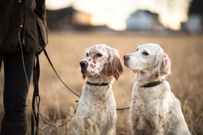 Meet the English Setter Dog Breed: "Gentlemen of the Dog World ...