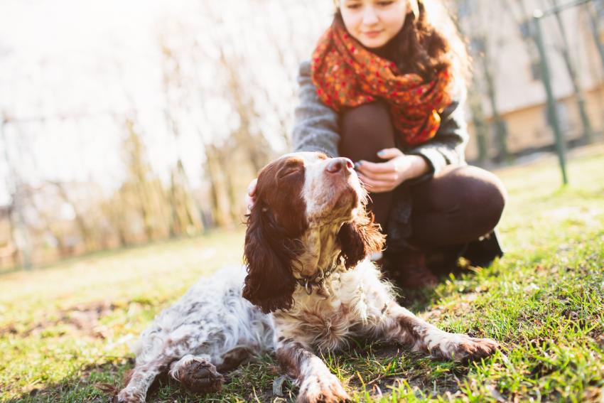Meet the English Setter Dog Breed: "Gentlemen of the Dog World ...