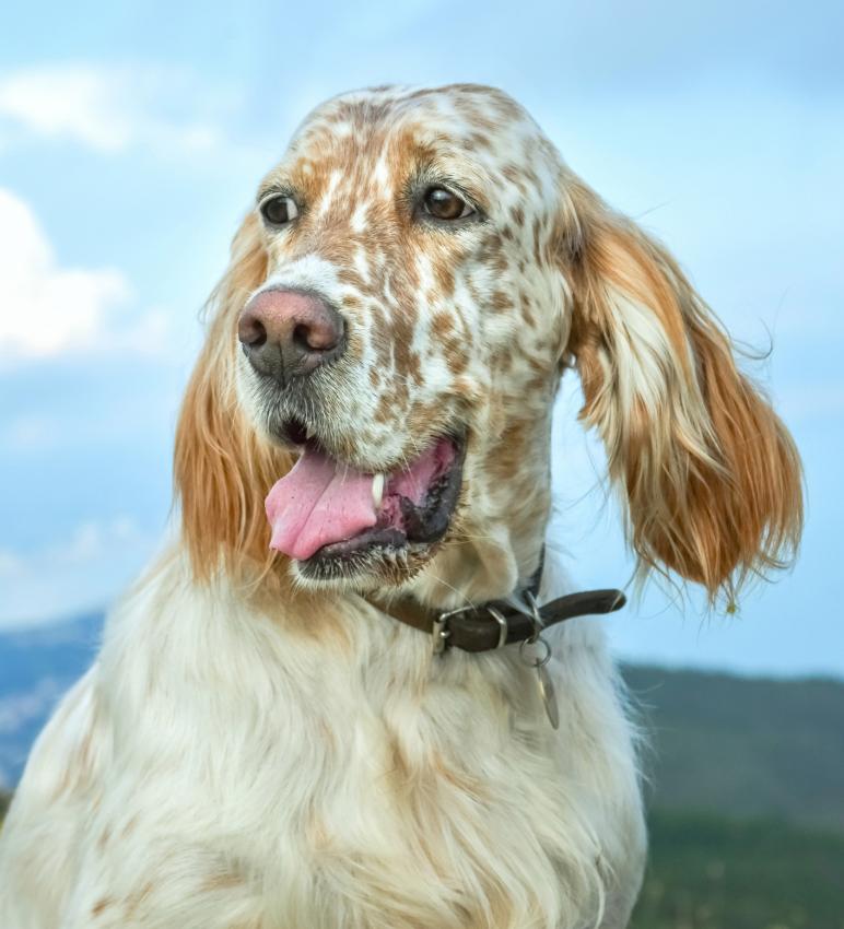 Meet the English Setter Dog Breed: "Gentlemen of the Dog World ...