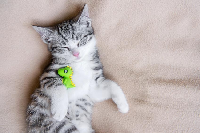 19 Funny Sleepy Cat Memes & Photos Full of Furr-ocious Zzz's ...