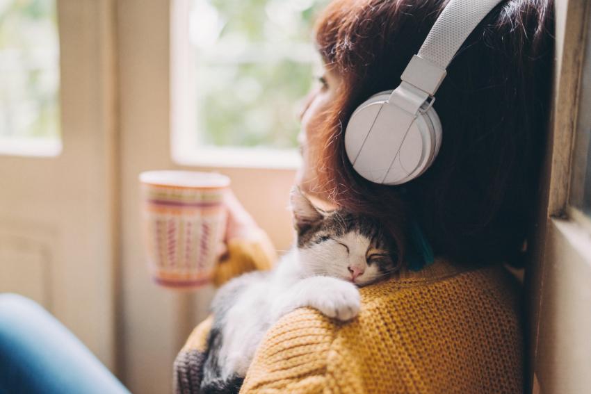 19 Funny Sleepy Cat Memes & Photos Full of Furr-ocious Zzz's ...