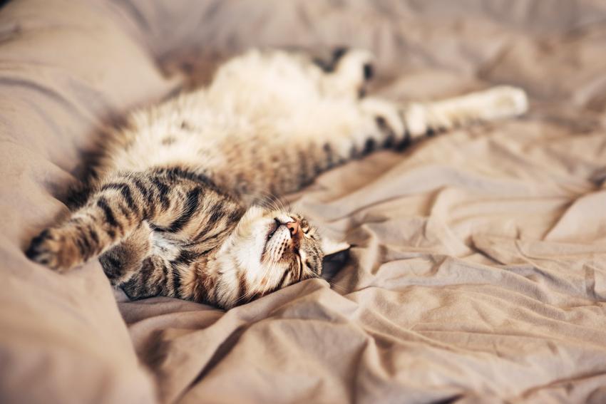 19 Funny Sleepy Cat Memes & Photos Full of Furr-ocious Zzz's ...