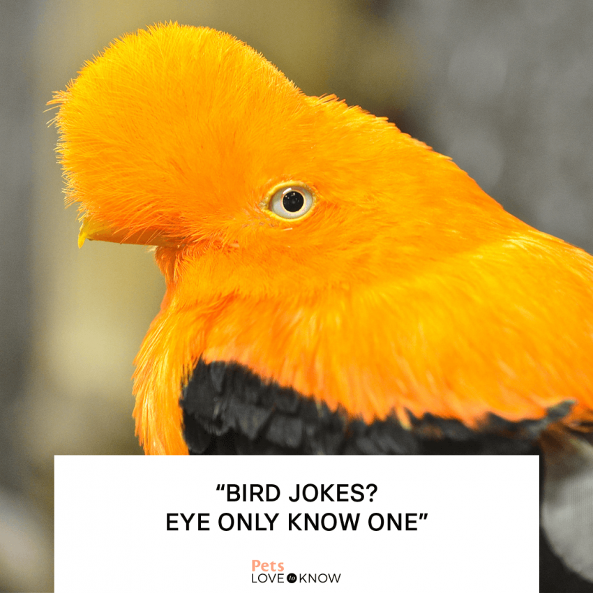 27 Hilarious Bird Pictures & Memes To Make The Day Fly By | LoveToKnow Pets