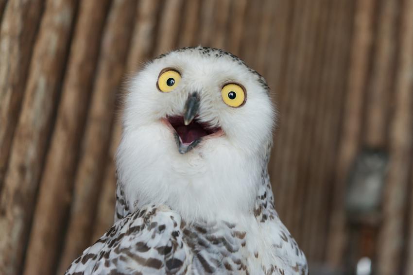 27 Hilarious Bird Pictures & Memes To Make The Day Fly By | LoveToKnow Pets