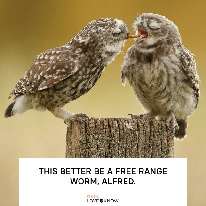 27 Hilarious Bird Pictures & Memes To Make The Day Fly By | LoveToKnow Pets