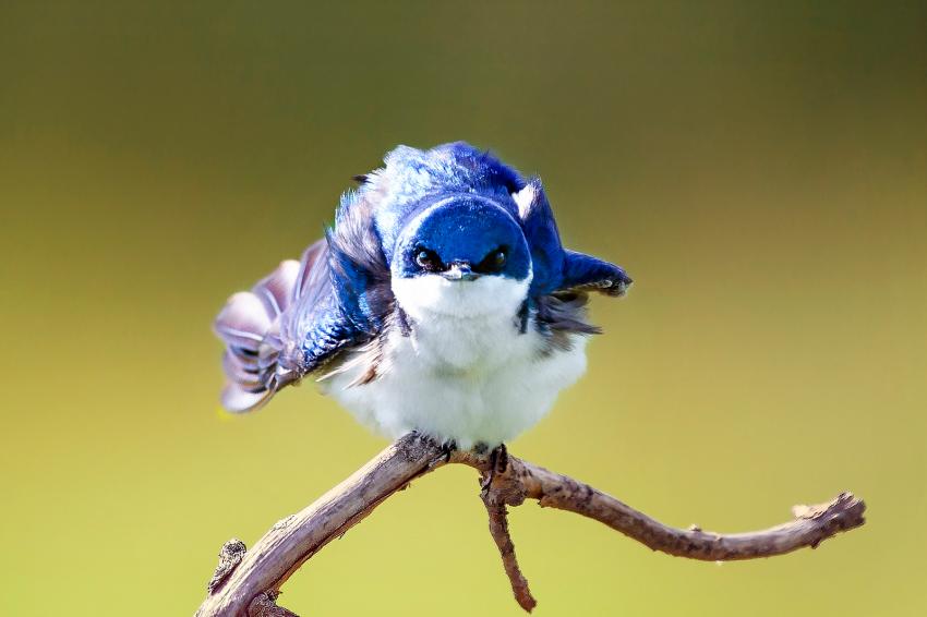 27 Hilarious Bird Pictures & Memes To Make The Day Fly By | LoveToKnow Pets