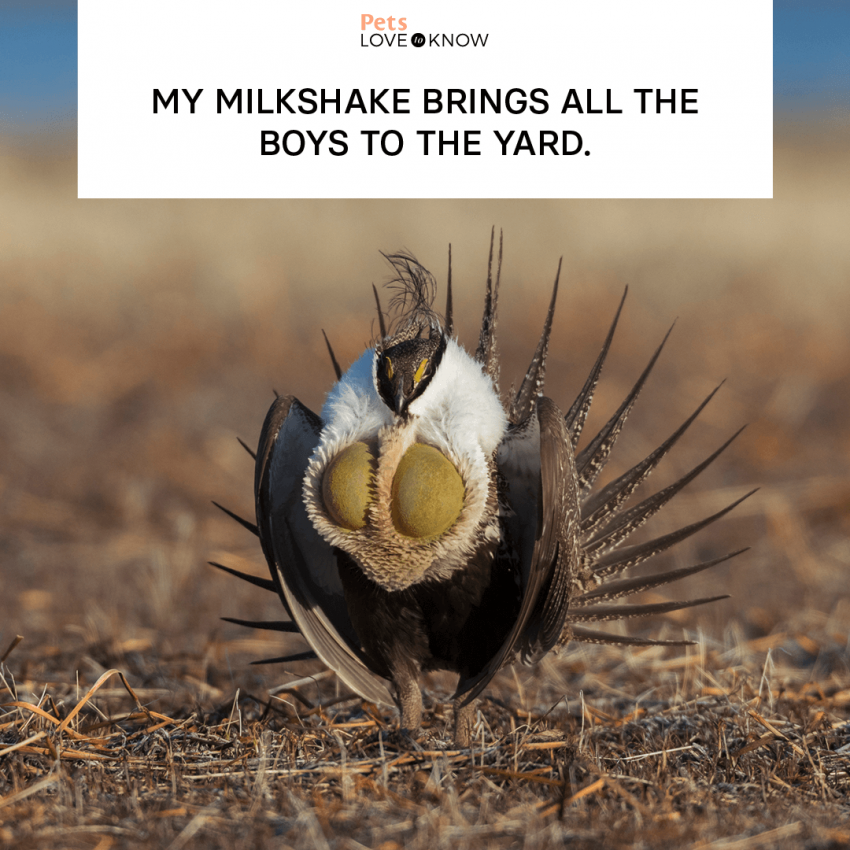 27 Hilarious Bird Pictures & Memes To Make The Day Fly By | LoveToKnow Pets