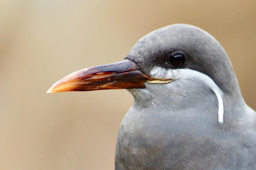 27 Hilarious Bird Pictures & Memes To Make The Day Fly By | LoveToKnow Pets