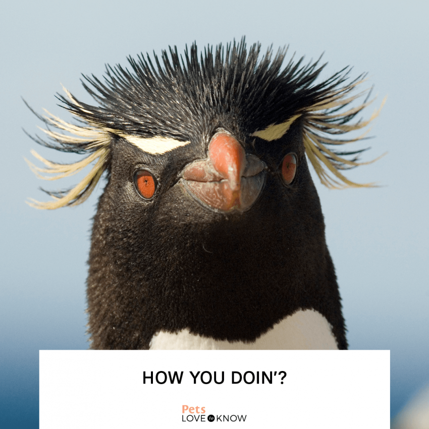 27 Hilarious Bird Pictures & Memes To Make The Day Fly By | LoveToKnow Pets