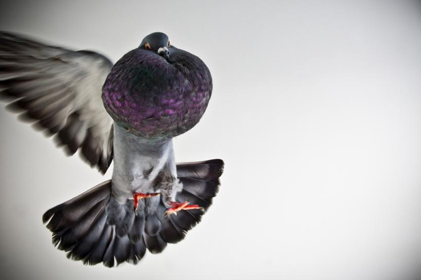 27 Hilarious Bird Pictures & Memes To Make The Day Fly By | LoveToKnow Pets