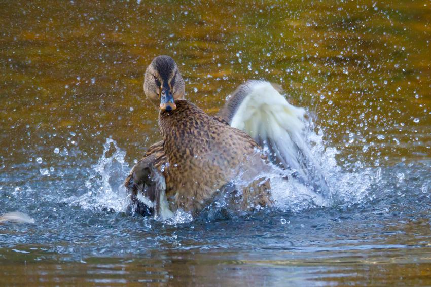 27 Hilarious Bird Pictures & Memes To Make The Day Fly By | LoveToKnow Pets