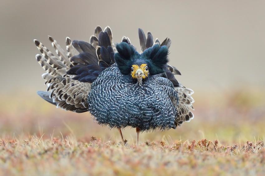 27 Hilarious Bird Pictures & Memes To Make The Day Fly By | LoveToKnow Pets