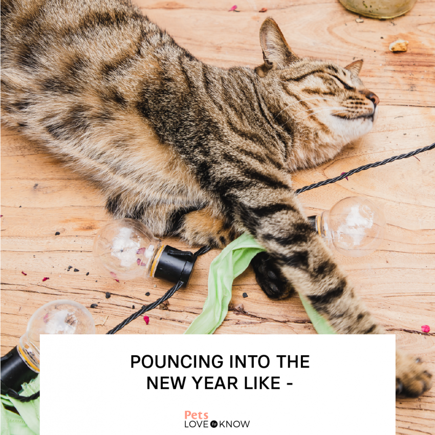 10 Happy New Year Cat Memes & Holiday Greetings | LoveToKnow Pets