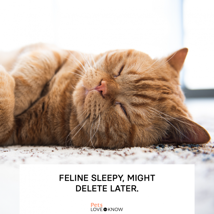19 Funny Sleepy Cat Memes & Photos Full of Furr-ocious Zzz's ...
