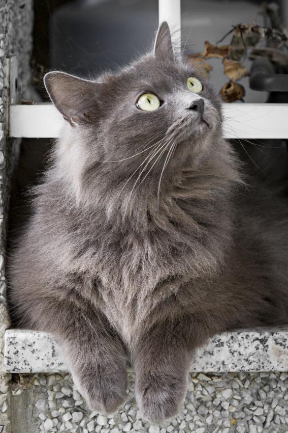 Nebelung Cats: Feline Elegance, Mystery & Rarity, Combined | LoveToKnow ...