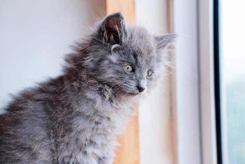 Nebelung Cats: Feline Elegance, Mystery & Rarity, Combined | LoveToKnow ...