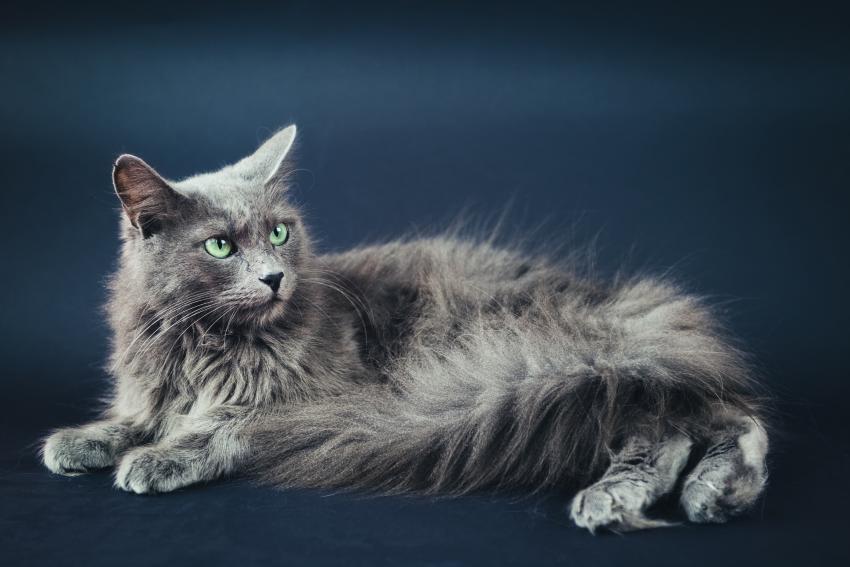 Nebelung Cats: Feline Elegance, Mystery & Rarity, Combined | LoveToKnow ...