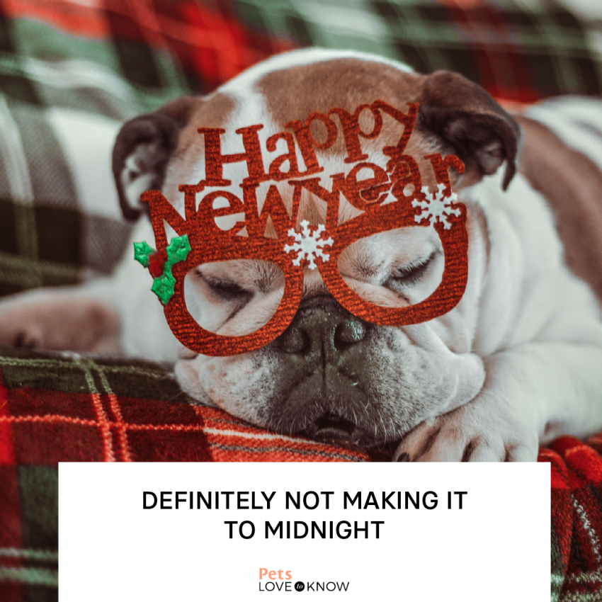 10 Bark-Worthy Happy New Year Dog Memes & Well-Wishes | LoveToKnow Pets