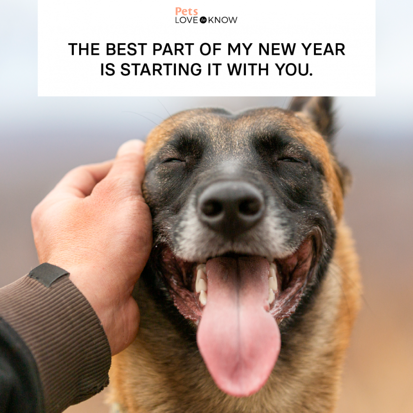10 Bark-Worthy Happy New Year Dog Memes & Well-Wishes | LoveToKnow Pets