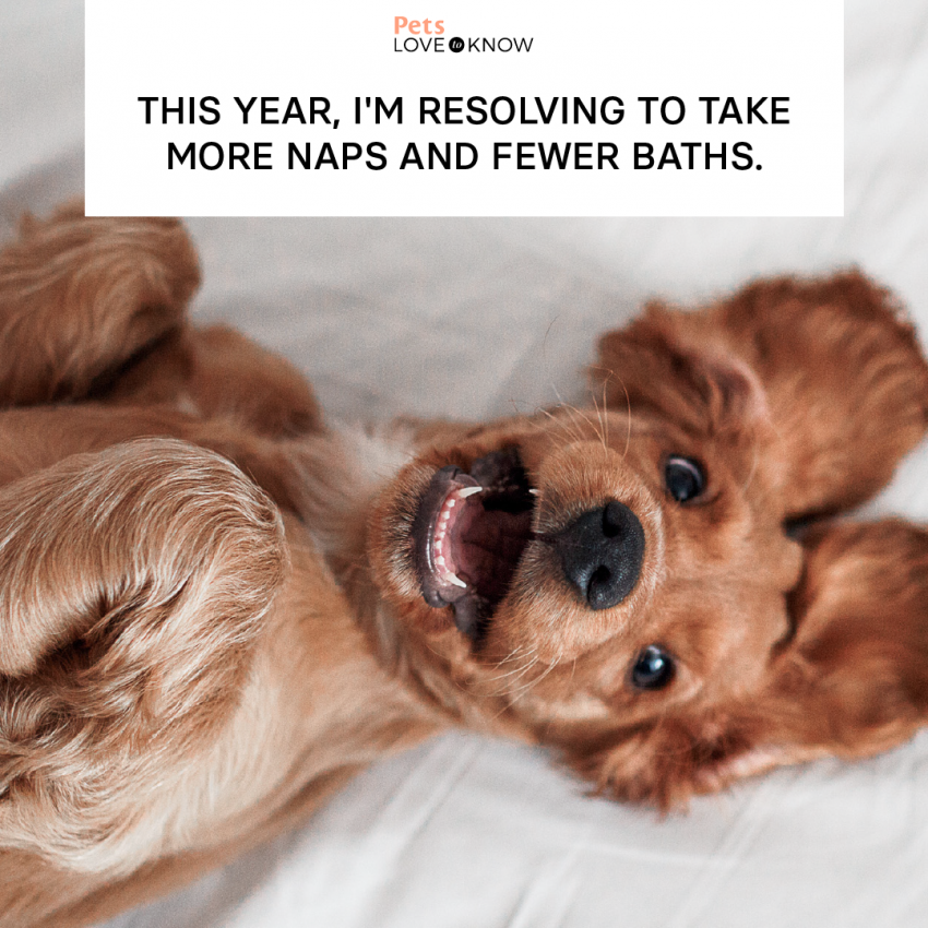 10 Bark-Worthy Happy New Year Dog Memes & Well-Wishes | LoveToKnow Pets