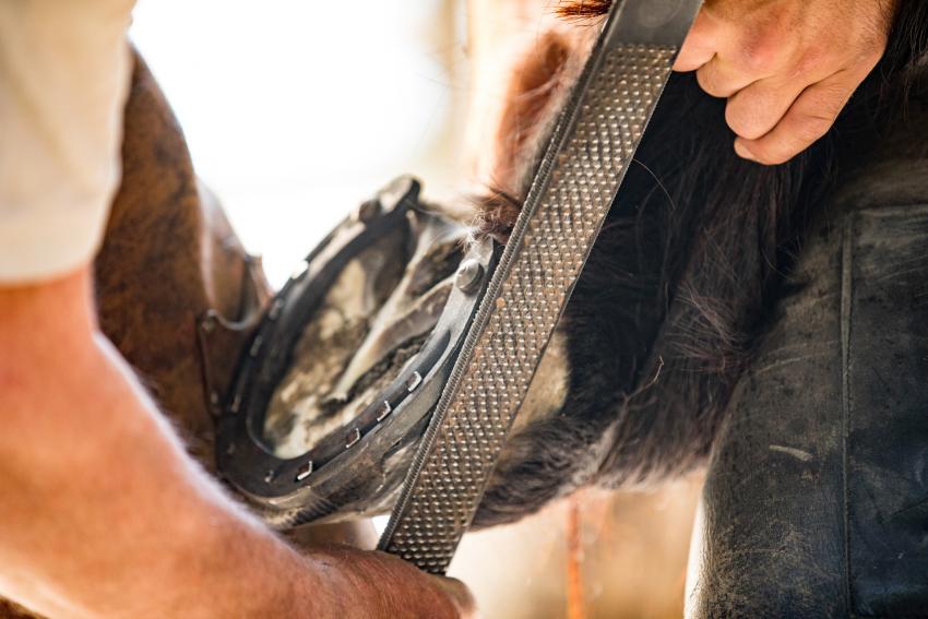 12 Things Your Horse Ferrier Wants You To Know | LoveToKnow Pets