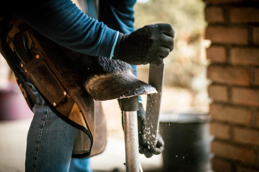 12 Things Your Horse Ferrier Wants You To Know | LoveToKnow Pets