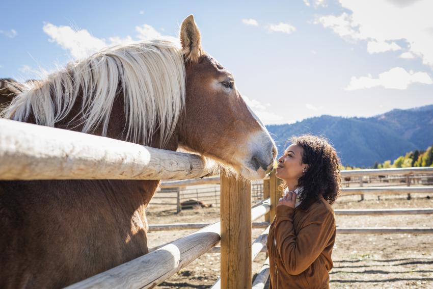 12 Things Your Horse Ferrier Wants You To Know | LoveToKnow Pets