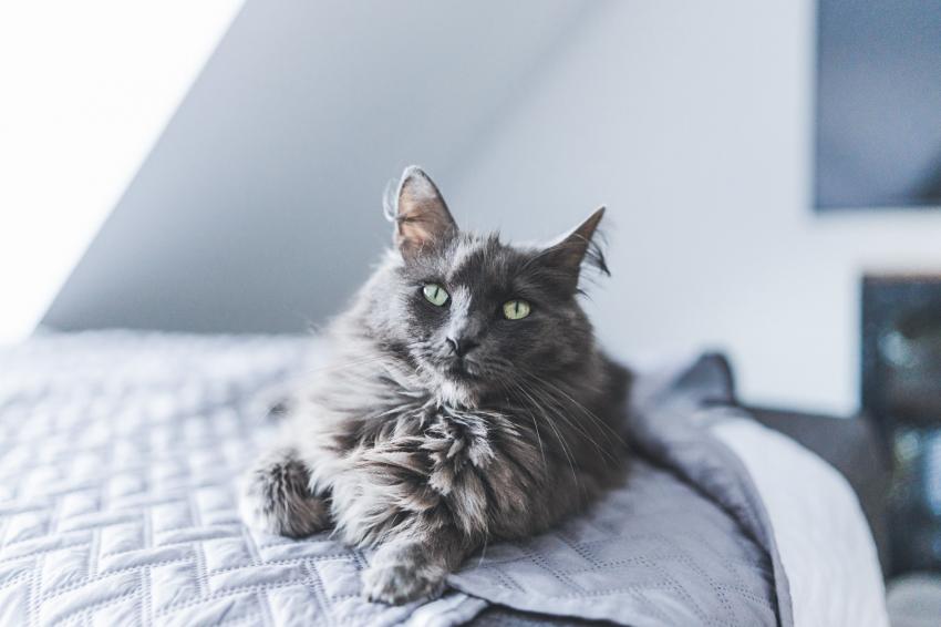 Nebelung Cats: Feline Elegance, Mystery & Rarity, Combined | LoveToKnow ...