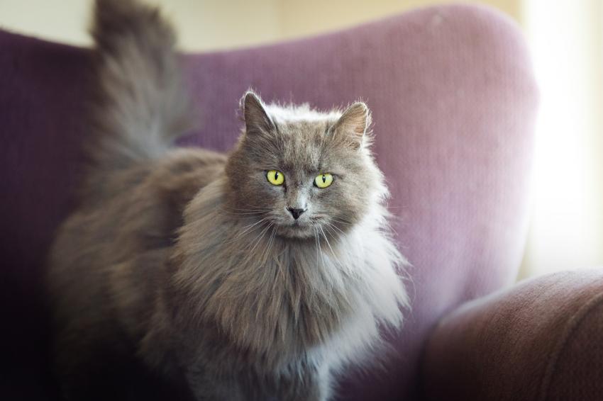 Nebelung Cats: Feline Elegance, Mystery & Rarity, Combined | LoveToKnow ...