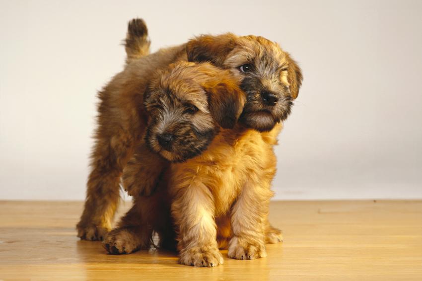 Meet the Soft-Coated Wheaten Terrier (With Puppy Photos!) | LoveToKnow Pets