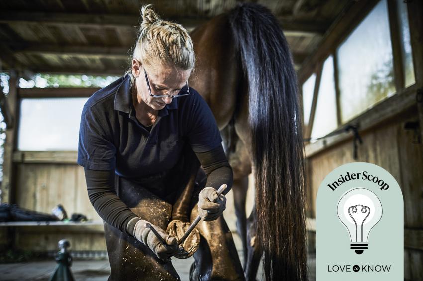 12 Things Your Horse Ferrier Wants You To Know | LoveToKnow Pets