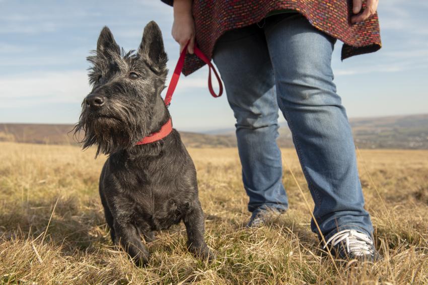 Fun Facts About the Spunky & Smart Scottish Terrier | LoveToKnow Pets
