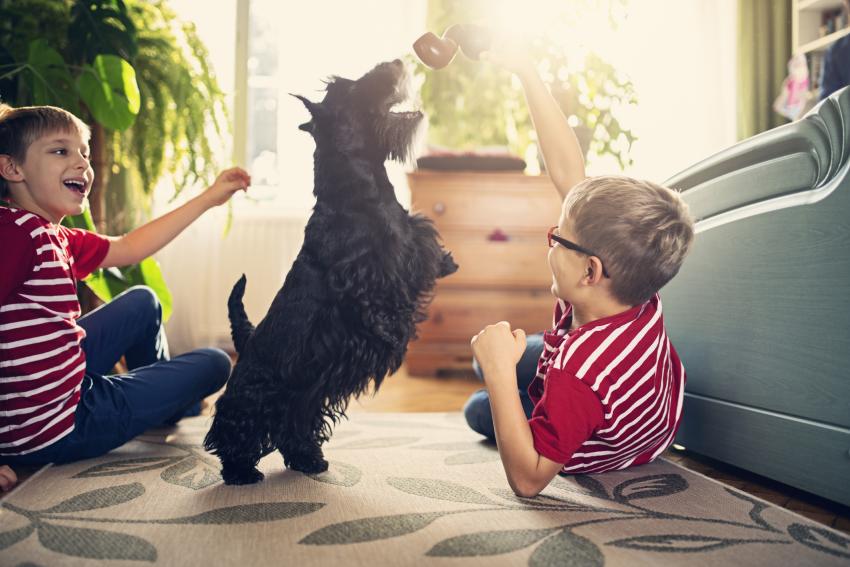 Fun Facts About the Spunky & Smart Scottish Terrier | LoveToKnow Pets
