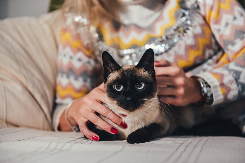 Meet the Chatty & Brainy Siamese Cat Breed | LoveToKnow Pets