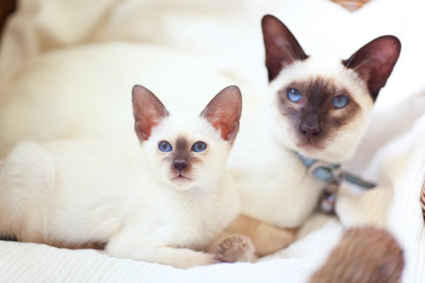11 Wild Siamese Cat Facts That Are Oh-So-Cool | LoveToKnow Pets