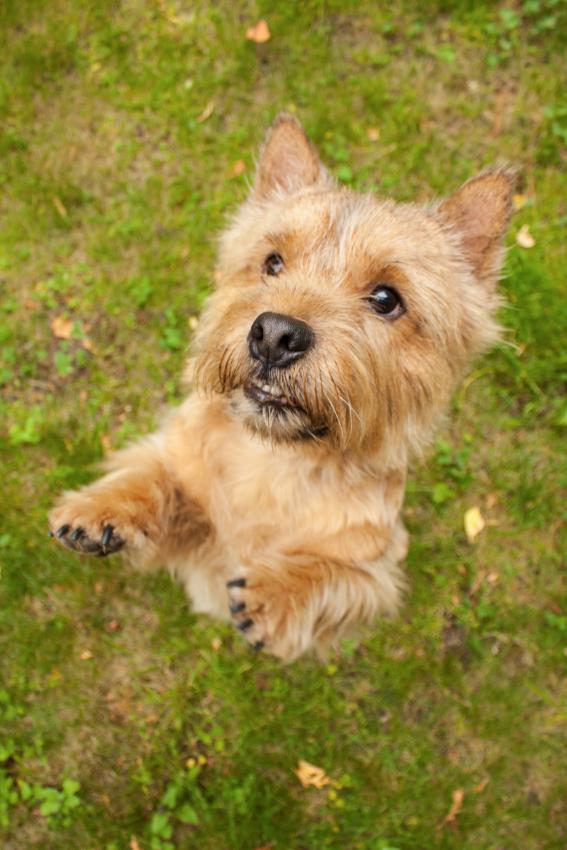 Get to Know the Lovable Norwich Terrier Dog Breed | LoveToKnow Pets