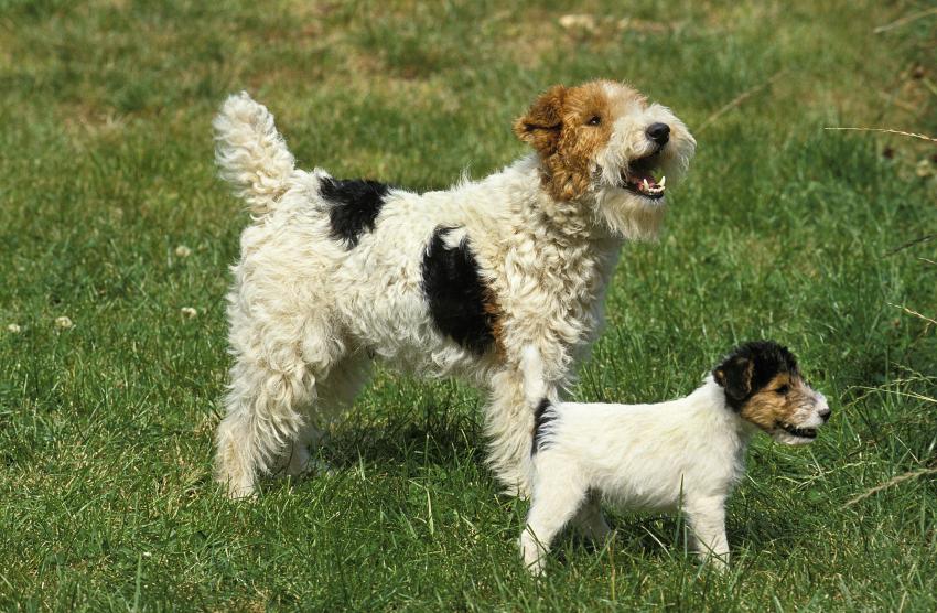 Meet the Entertaining & Energetic Wire Fox Terrier | LoveToKnow Pets